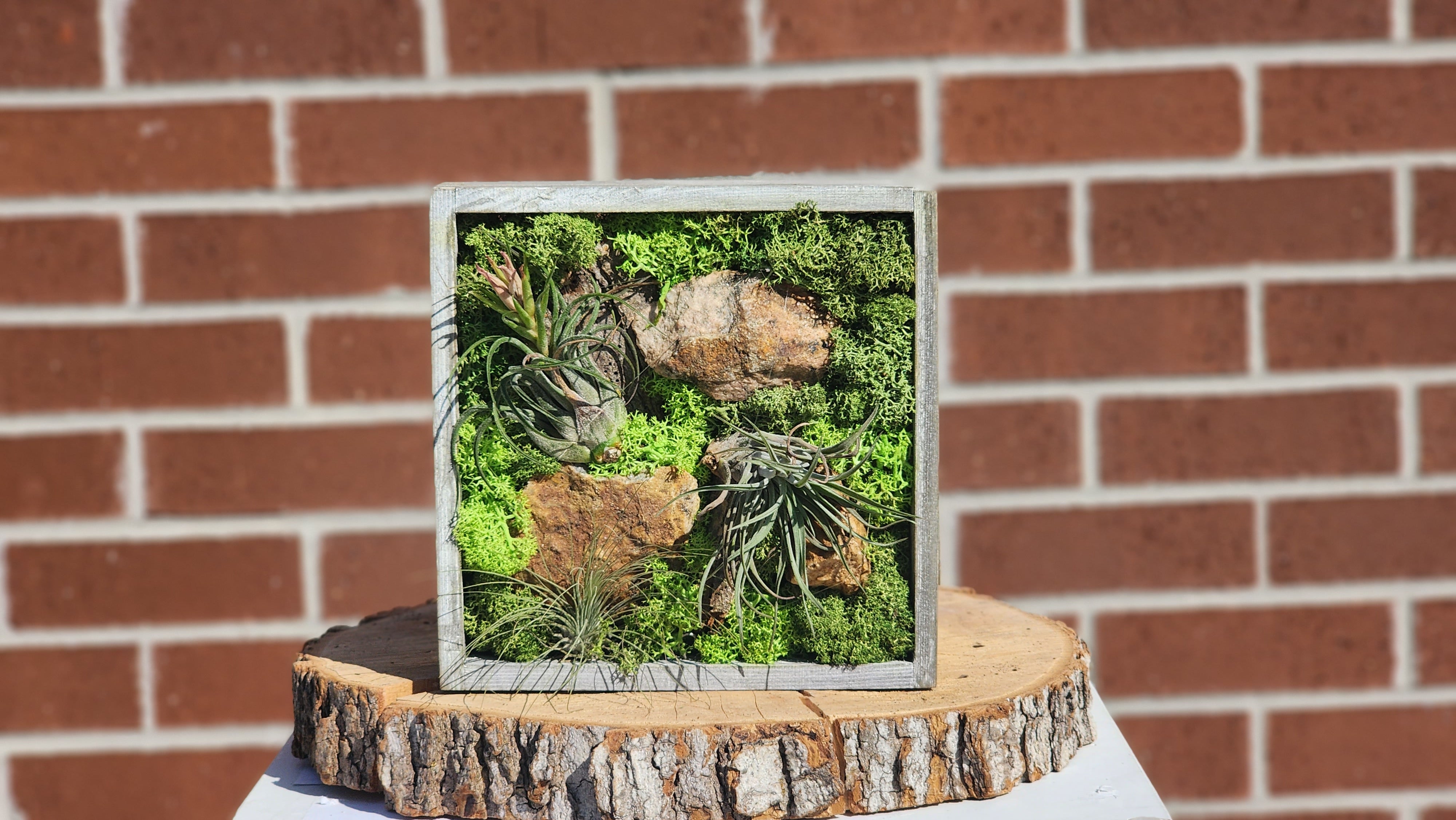 Air Plant Frame – Bonsai Ottawa