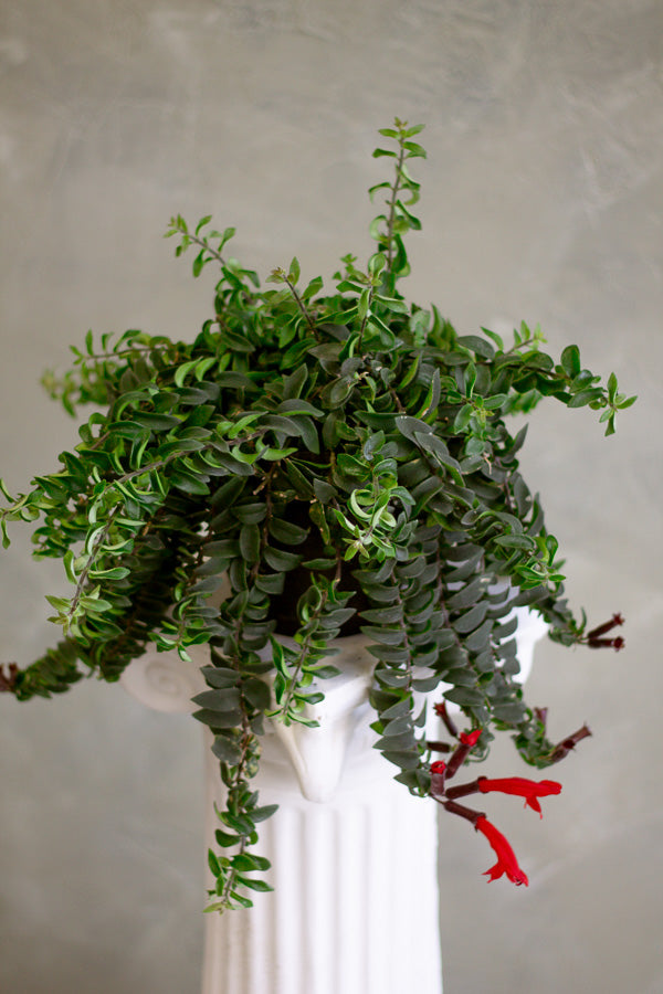 Columnea Twister: Aeschynanthus Pulcher ‘Twister’: Lip Stick Plant ...