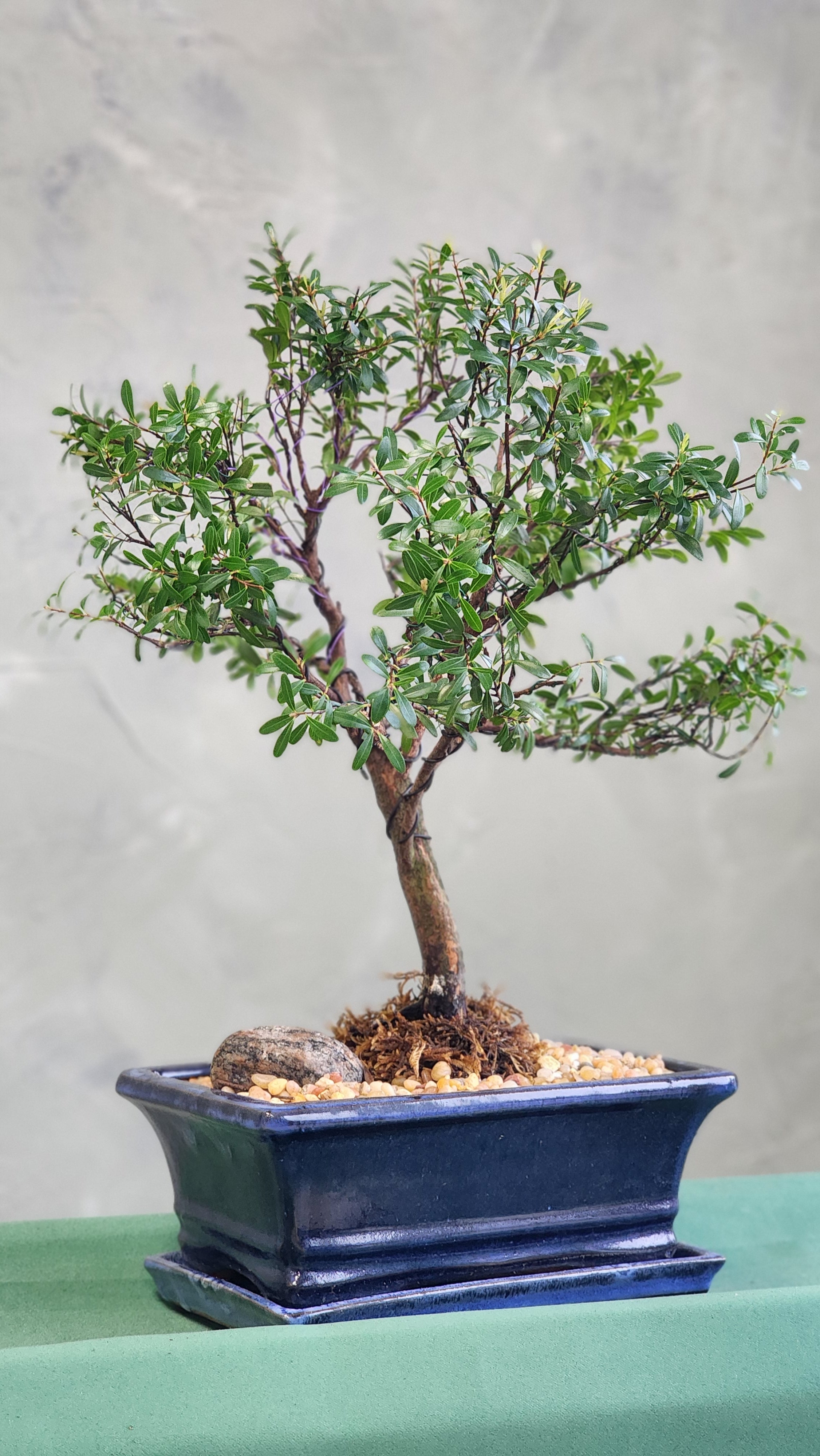 Eugenia Buxifolia Specimen – Bonsai Ottawa