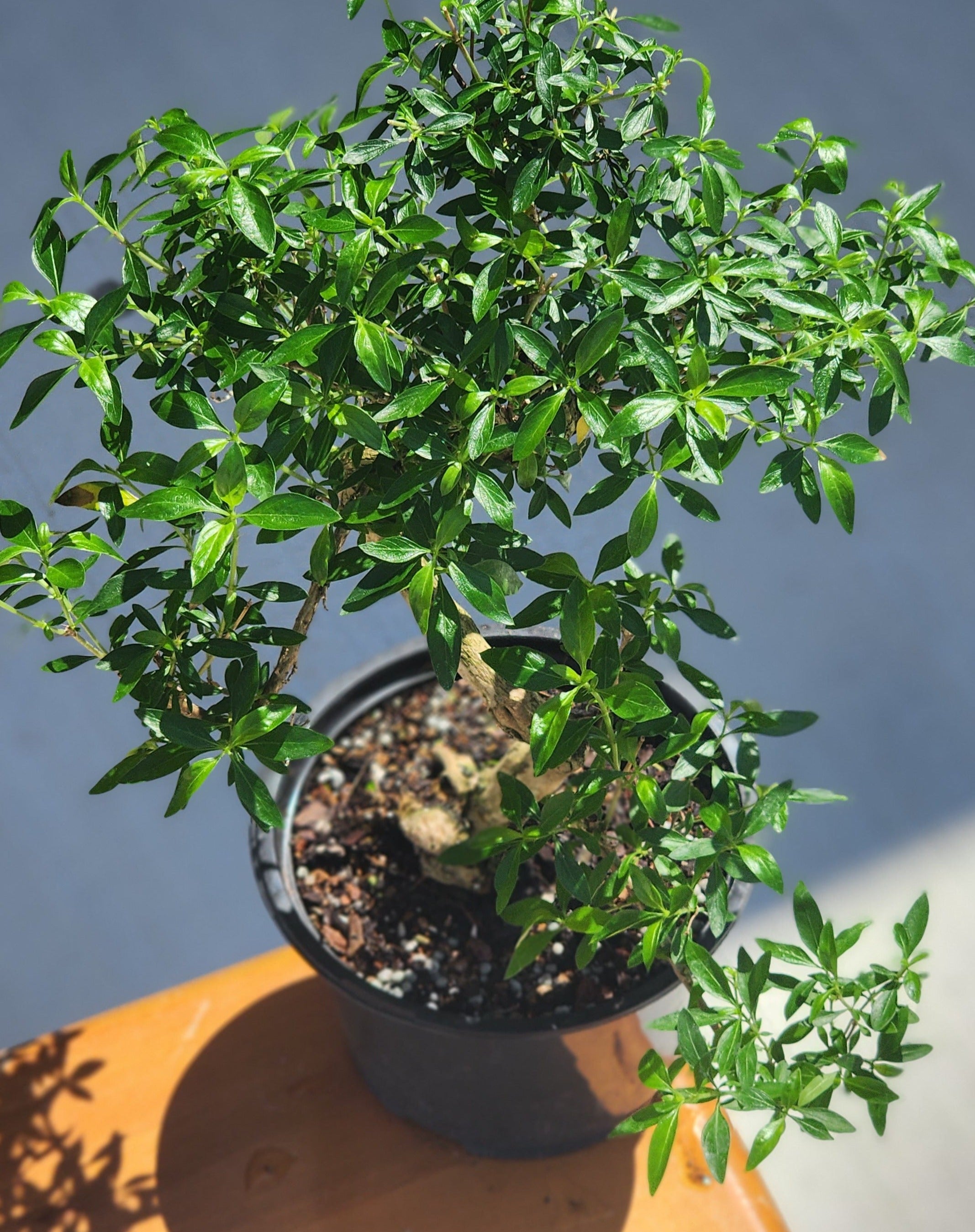 Serissa Japonica - Tree of a Thousand Stars – Bonsai Ottawa
