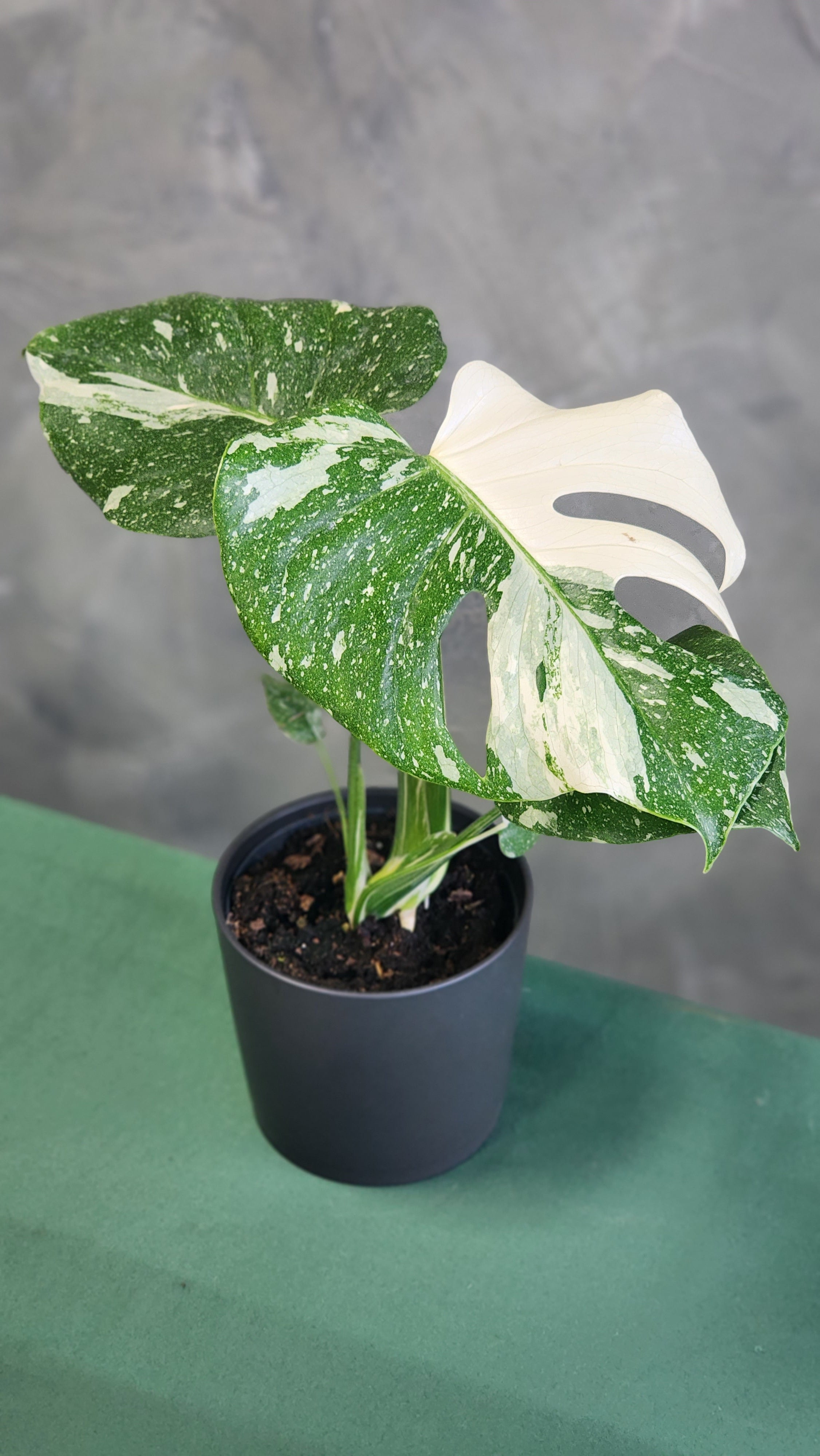 Variegated Monstera Deliciosa – Bold & Tropical | Ottawa Plant Delivery ...