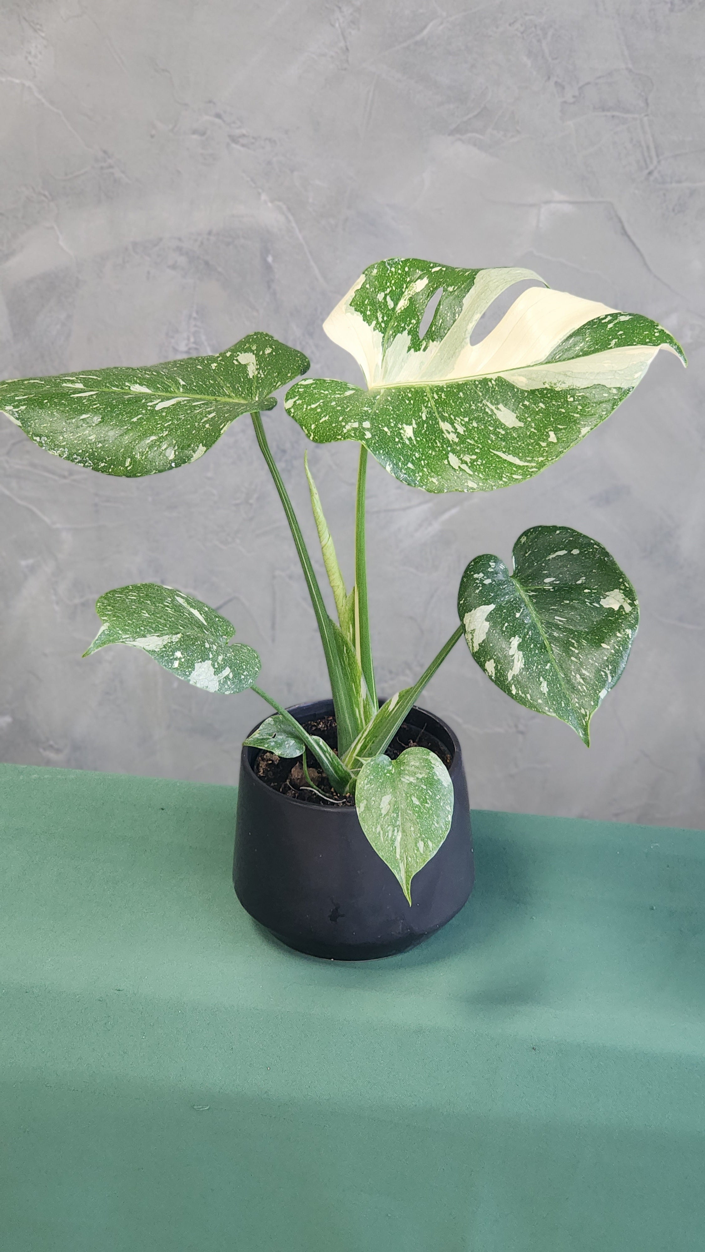 Monstera Thai Constellation 5" Pot! – Bonsai Ottawa