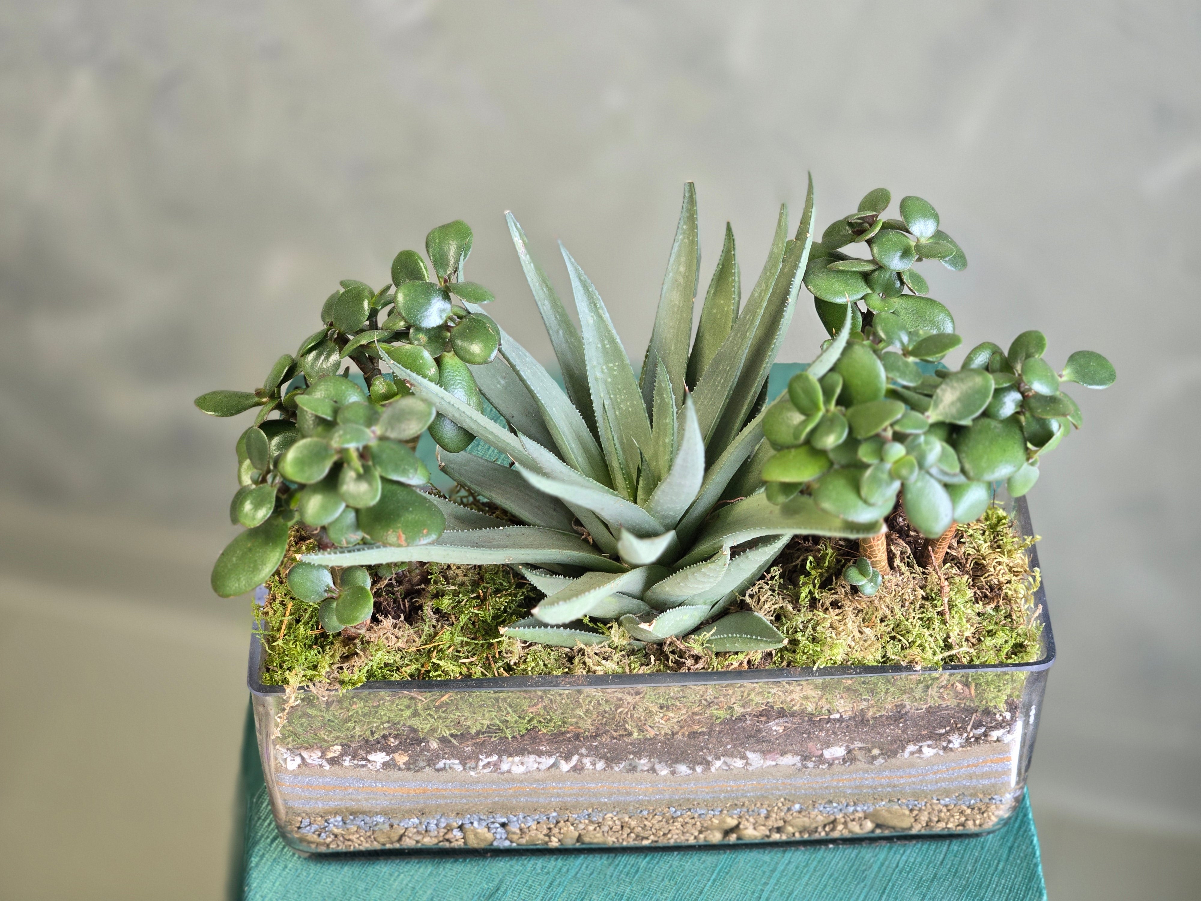 Succulent Centre Piece – Bonsai Ottawa