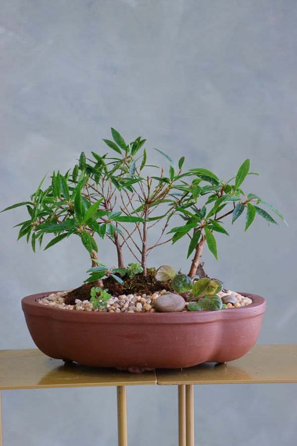 Ficus Nerifolia Forest – Bonsai Ottawa