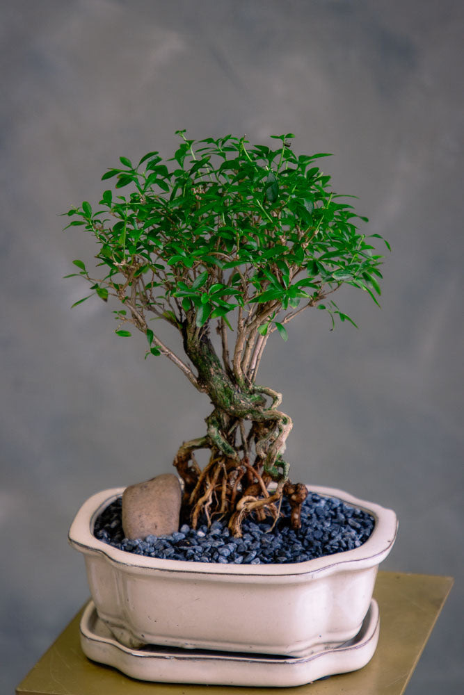 Serissa Japonica - Tree of a Thousand Stars – Bonsai Ottawa