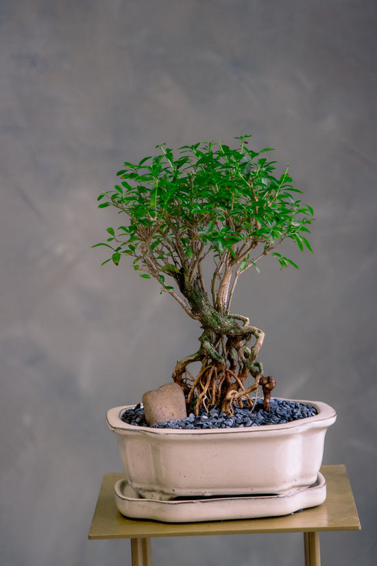 Serissa Japonica - Tree of a Thousand Stars – Bonsai Ottawa