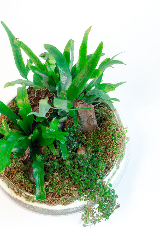 Exquisite Fern Arrangement – Bonsai Ottawa