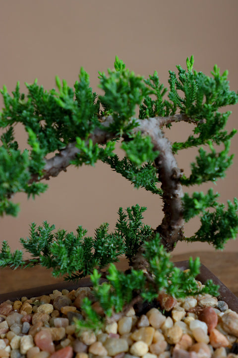 Bonsai Store in Ottawa | Order Bonsai Tree Online | Bonsai Ottawa 🌿
