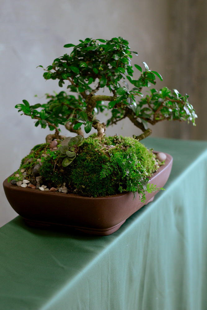 Fukien Tea Forest | Carmona Retusa – Bonsai Ottawa