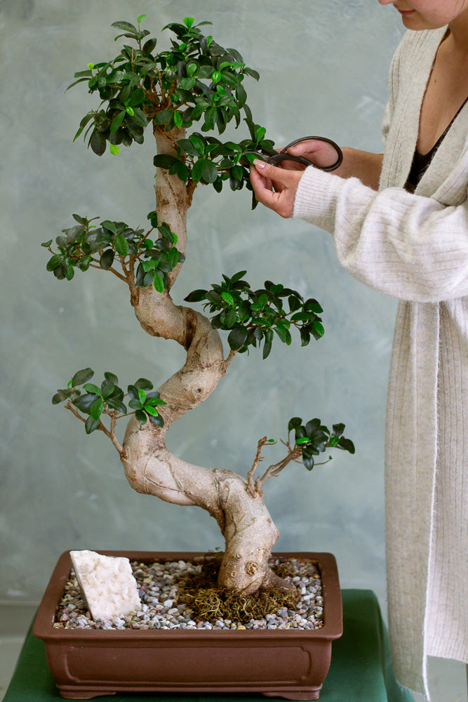 Grand Ginseng – Bonsai Ottawa