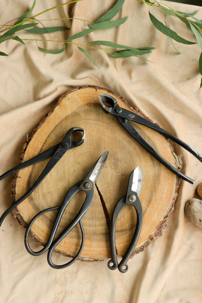 Bonsai Store in Ottawa | Order Bonsai Tree Online | Bonsai Ottawa 🌿