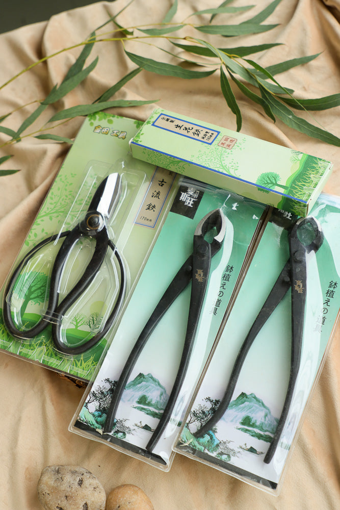 Bonsai Store in Ottawa | Order Bonsai Tree Online | Bonsai Ottawa 🌿