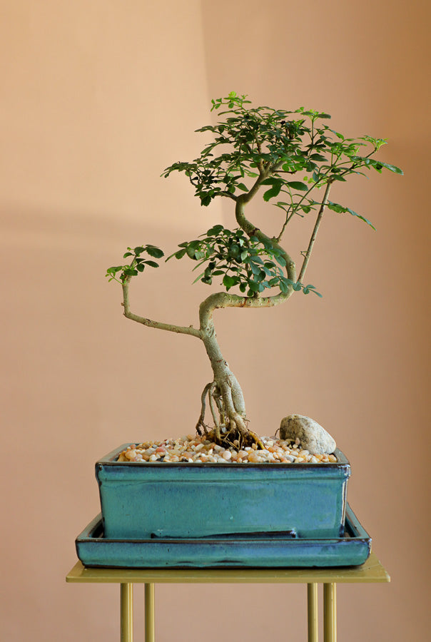 Chinese Pepper Tree | Zanthoxylum Fagara – Bonsai Ottawa
