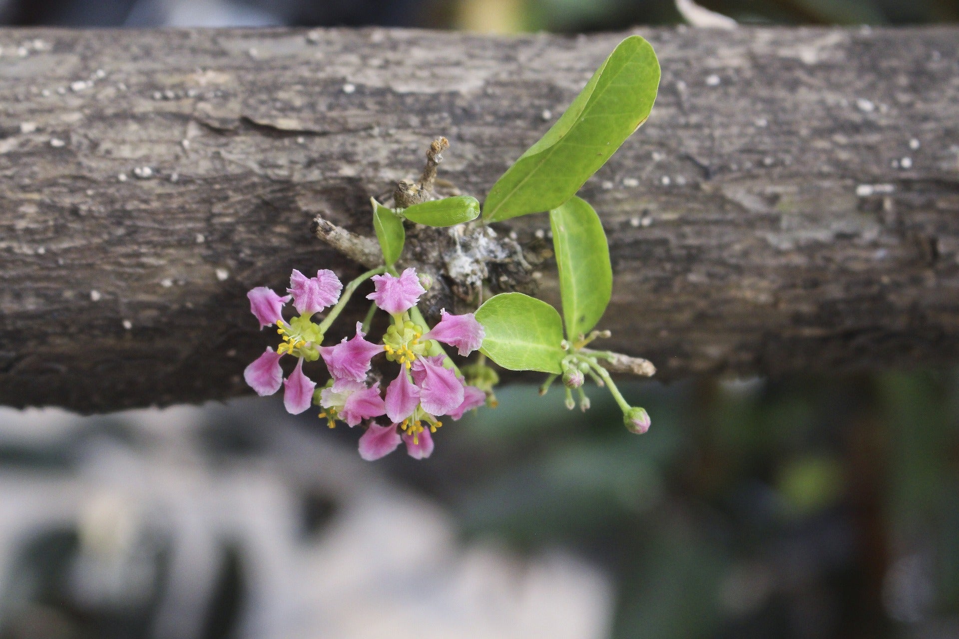 Malphigia Glabra – Bonsai Ottawa