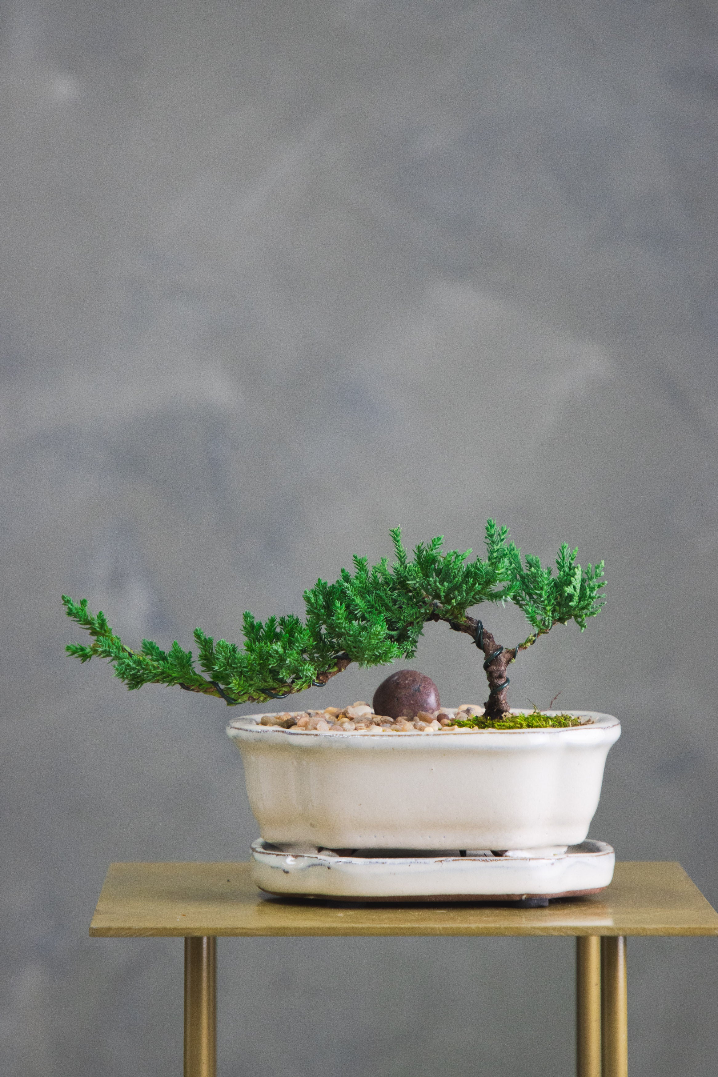 Classic Juniper – Bonsai Ottawa