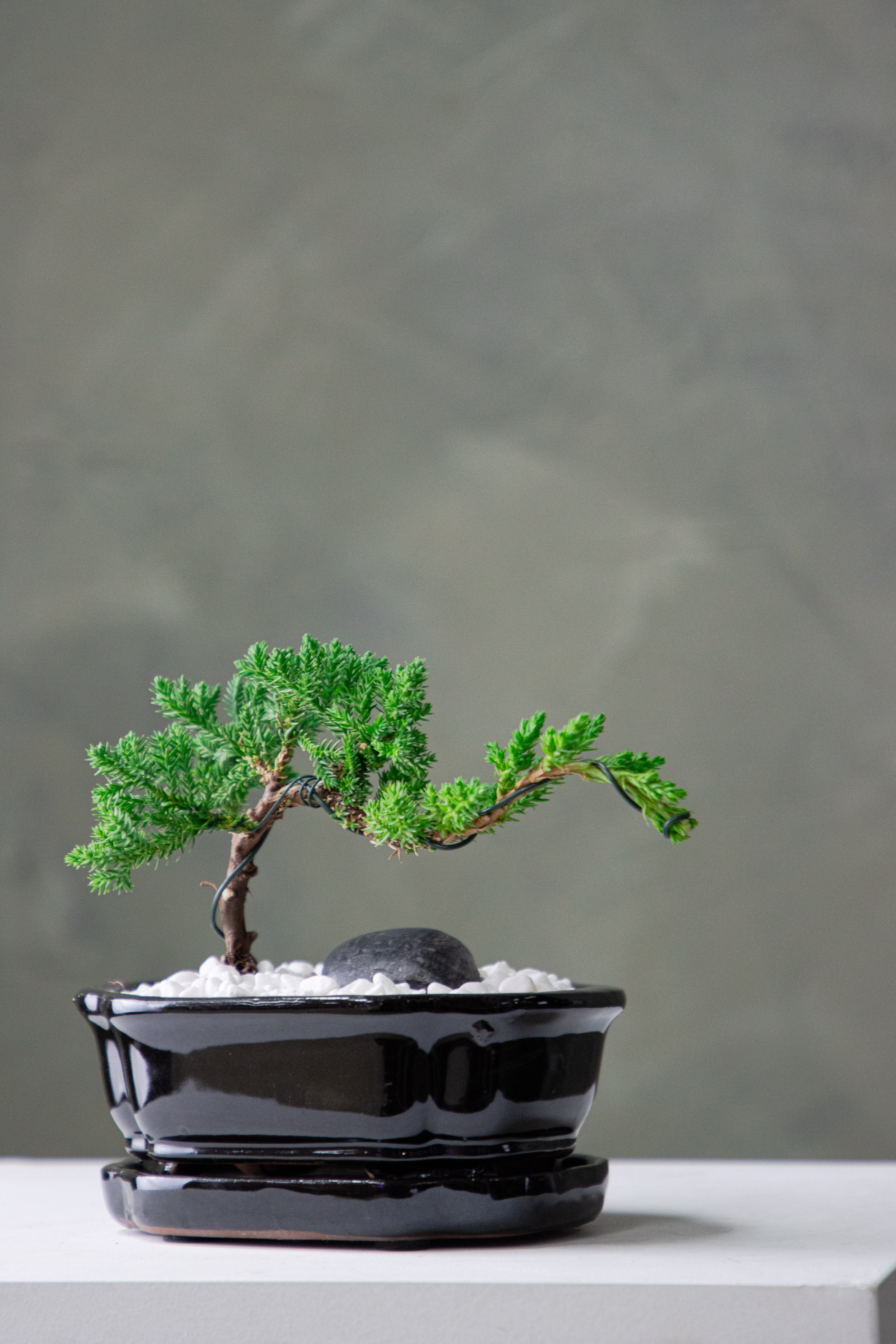 Classic Juniper – Bonsai Ottawa