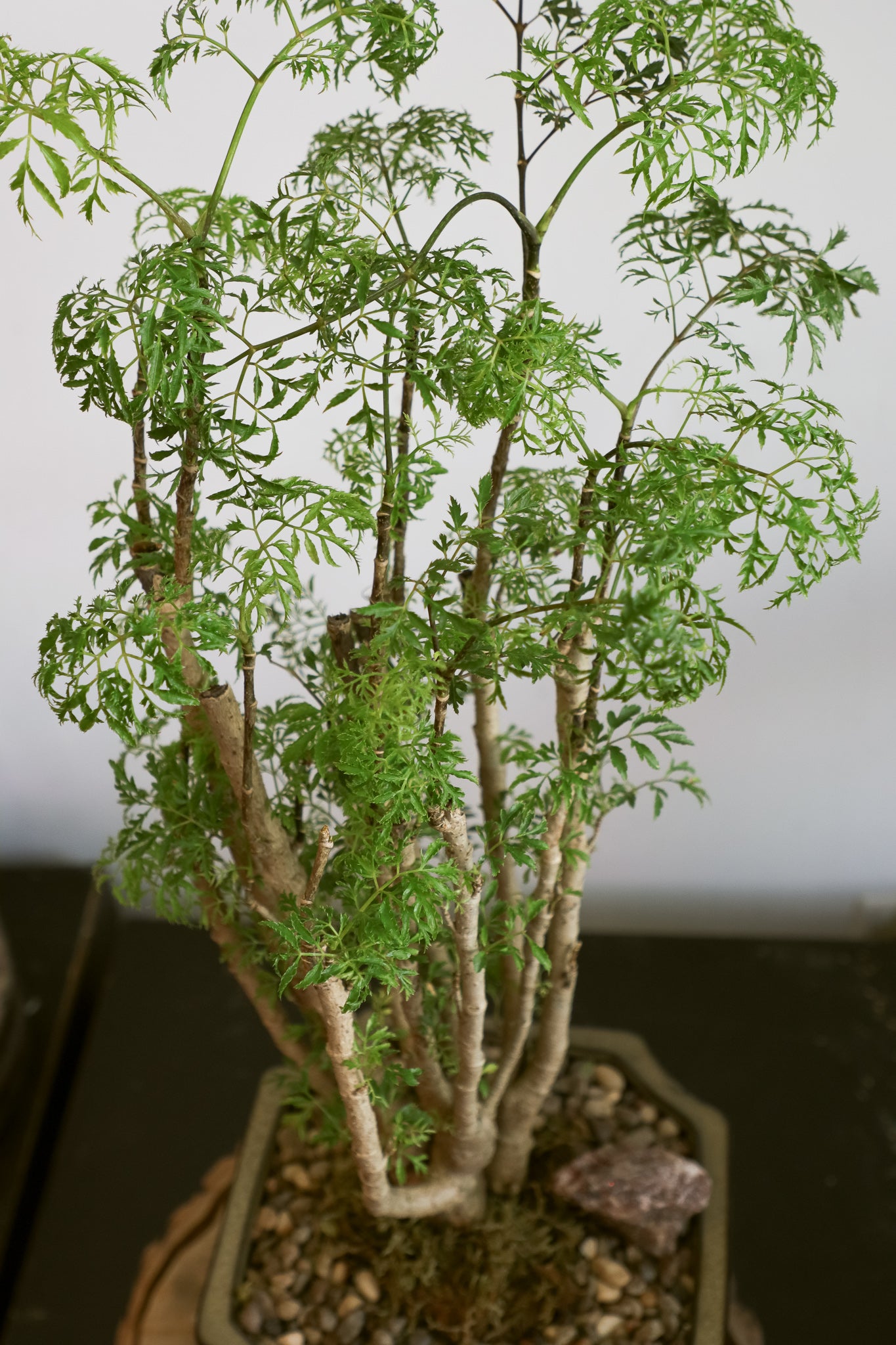 Large Ming Aralia Bonsai – Bonsai Ottawa